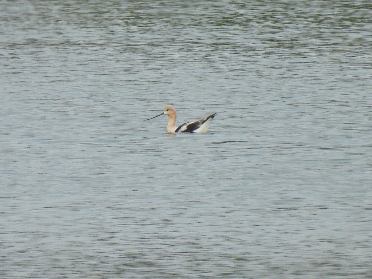 eBird Checklist - 4 Aug 2024 - Jamaica Bay Wildlife Refuge--West Pond ...
