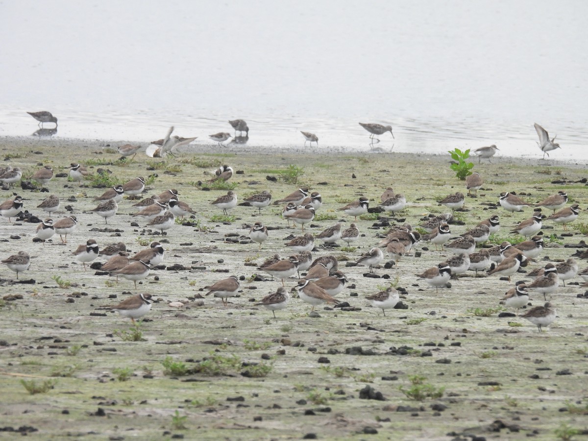 eBird Checklist - 4 Aug 2024 - Jamaica Bay Wildlife Refuge--East Pond ...