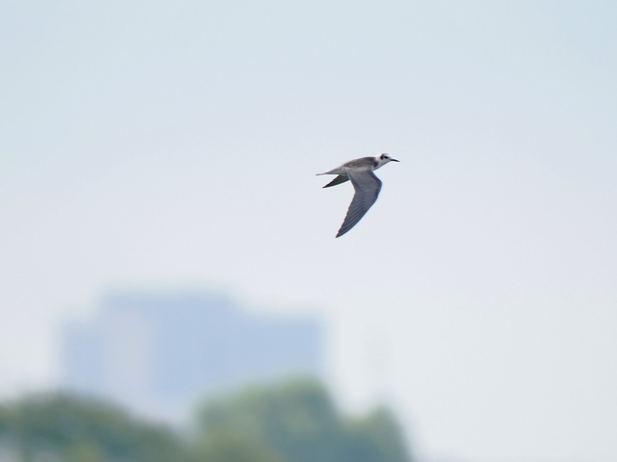eBird Checklist - 4 Aug 2024 - Jamaica Bay Wildlife Refuge--West Pond ...