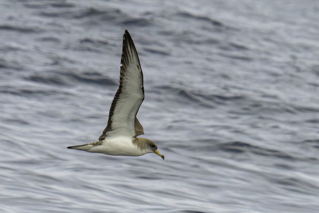 Newfoundland and Labrador, Canada - eBird