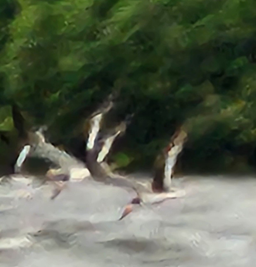 eBird Checklist - 5 Aug 2024 - Placida Fishing Pier - 4 species