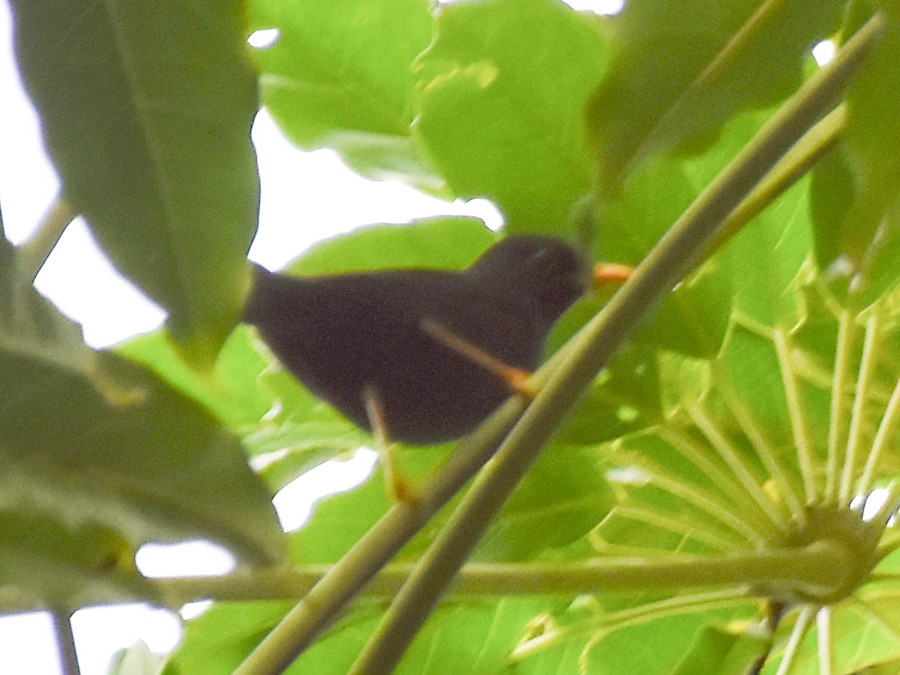 Merle de Bougainville - eBird