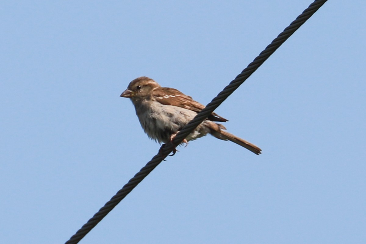 Pennsylvania Bird Atlas Checklist - 5 Aug 2024 - 200–224 Reeder Rd, Spring Mills US-PA (40.8253 ...