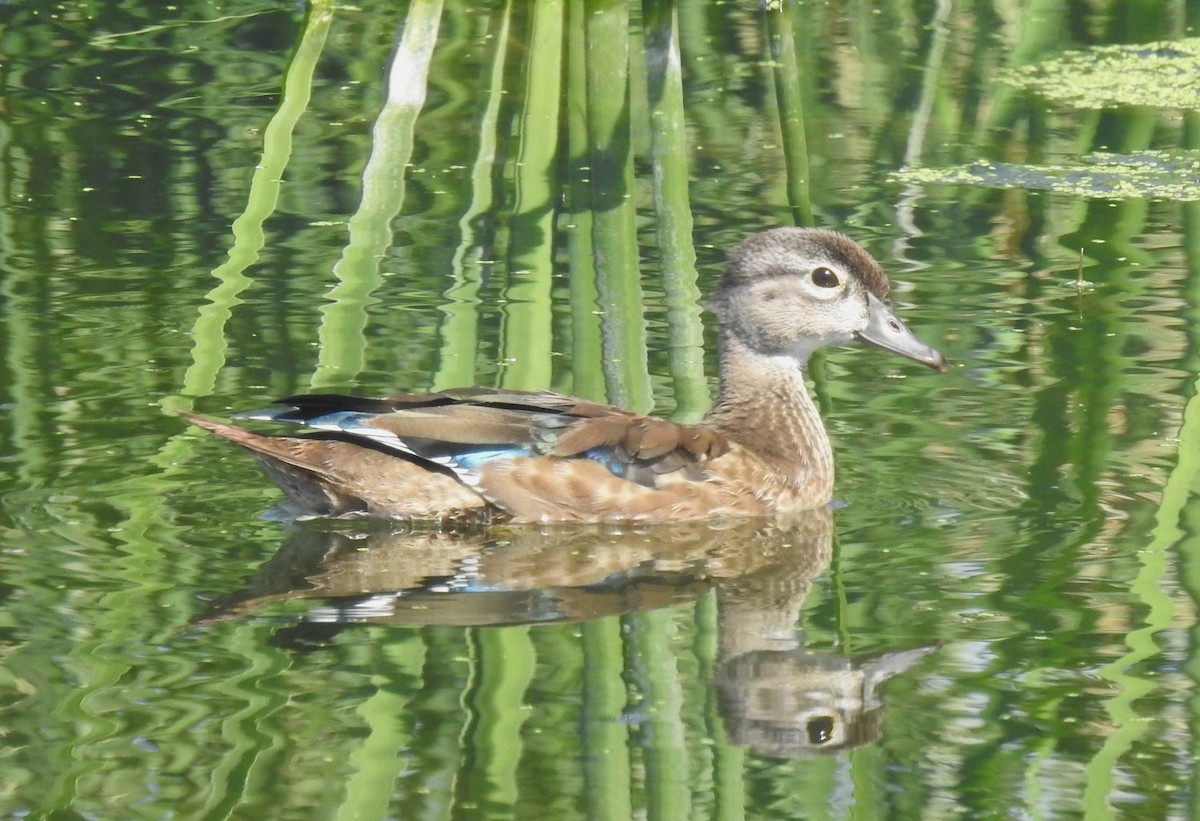 eBird Checklist - 5 Aug 2024 - Piute Ponds (permit required) - 68 ...