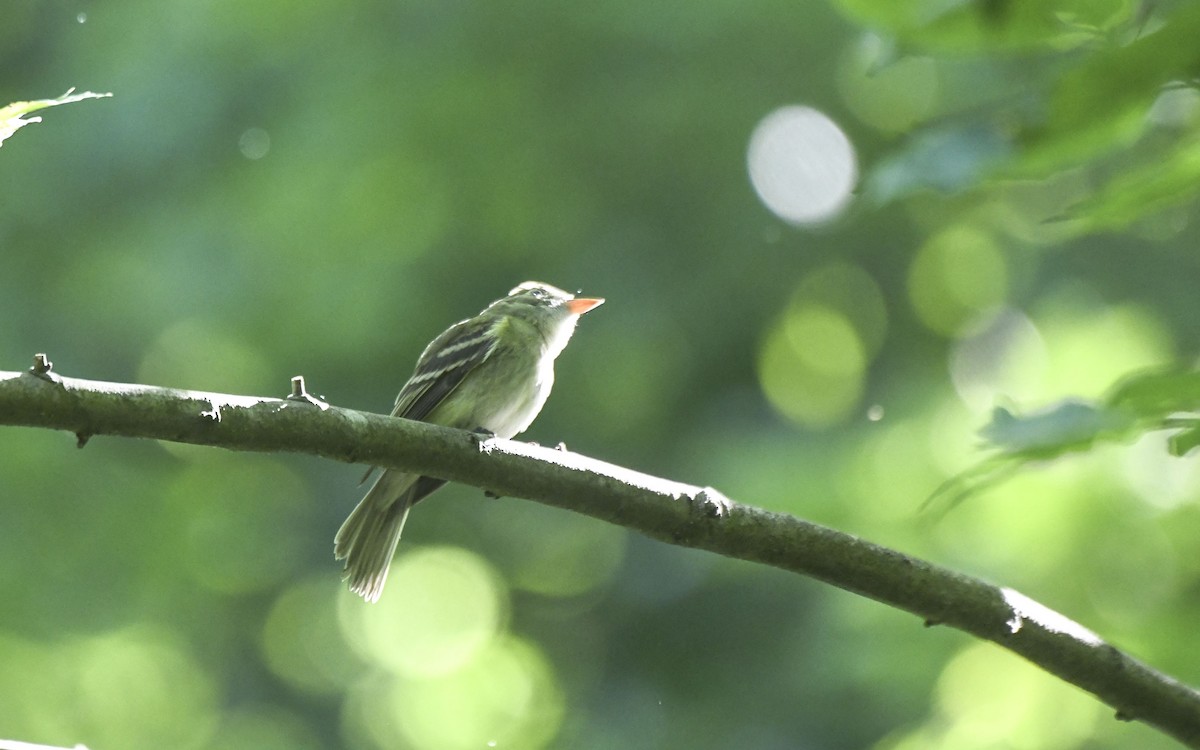 Pennsylvania Bird Atlas Checklist - 24 Jun 2024 - 700 Canal Road ...