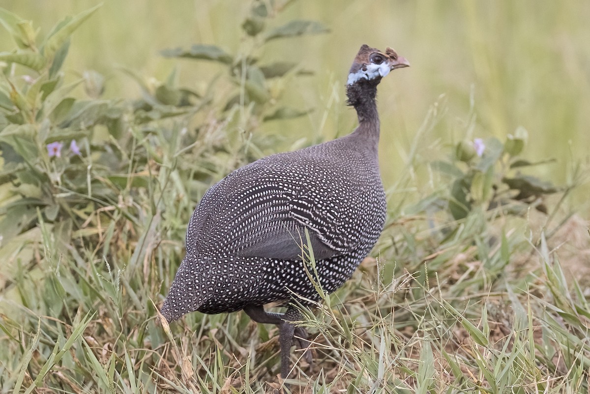 eBird Checklist - 12 Jul 2024 - Kidepo Valley NP--Karenga Gate to Apoka ...