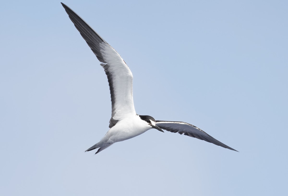 eBird Checklist - 2 Aug 2024 - Hatteras Pelagic--Gulf Stream - 8 ...
