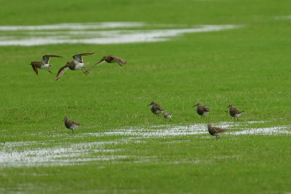eBird Checklist - 5 Aug 2024 - Cockroach Bay Preserve and Surrounding ...