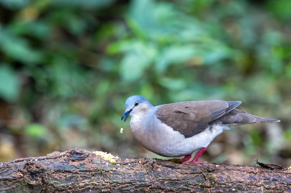 eBird Checklist - 5 Aug 2024 - Hotel Tinamú Birding Nature Reserve - 31 ...