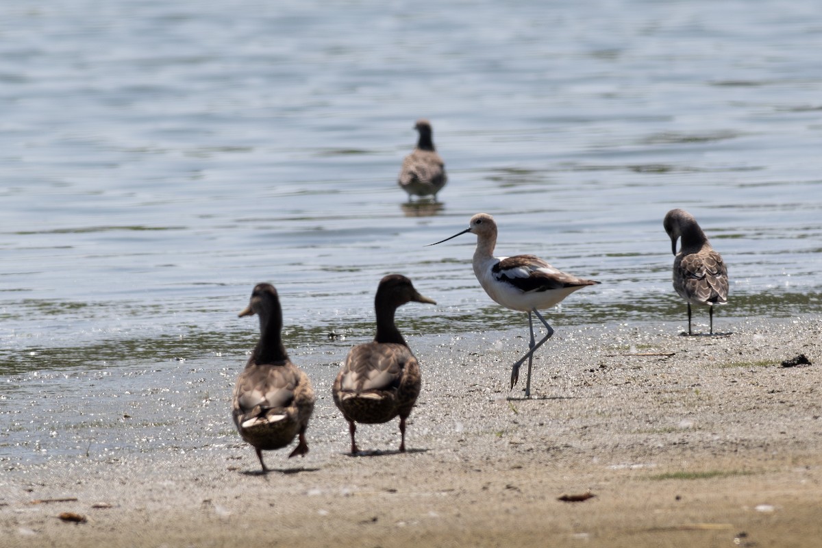 eBird Checklist - 5 Aug 2024 - Jamaica Bay Wildlife Refuge--Terrapin ...
