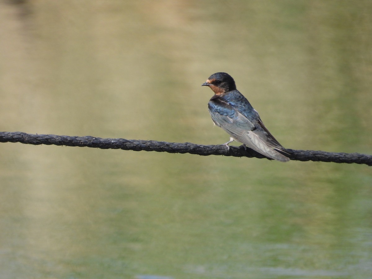 Media Search - Macaulay Library and eBird