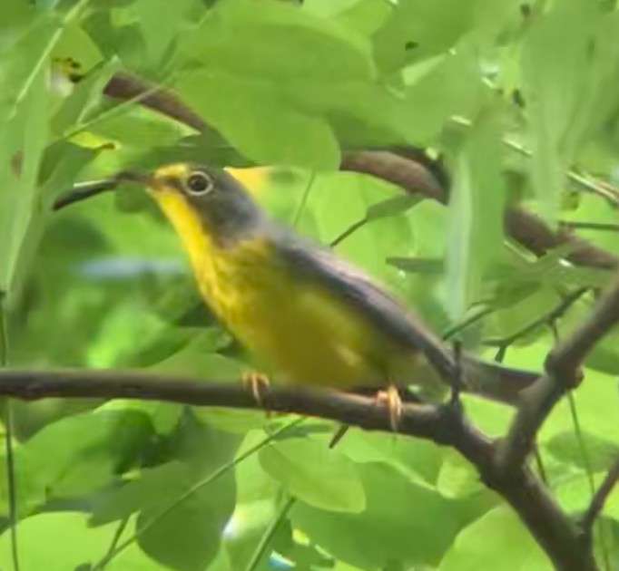 eBird Checklist - 6 Aug 2024 - Forest Park--Strack Pond - 7 species