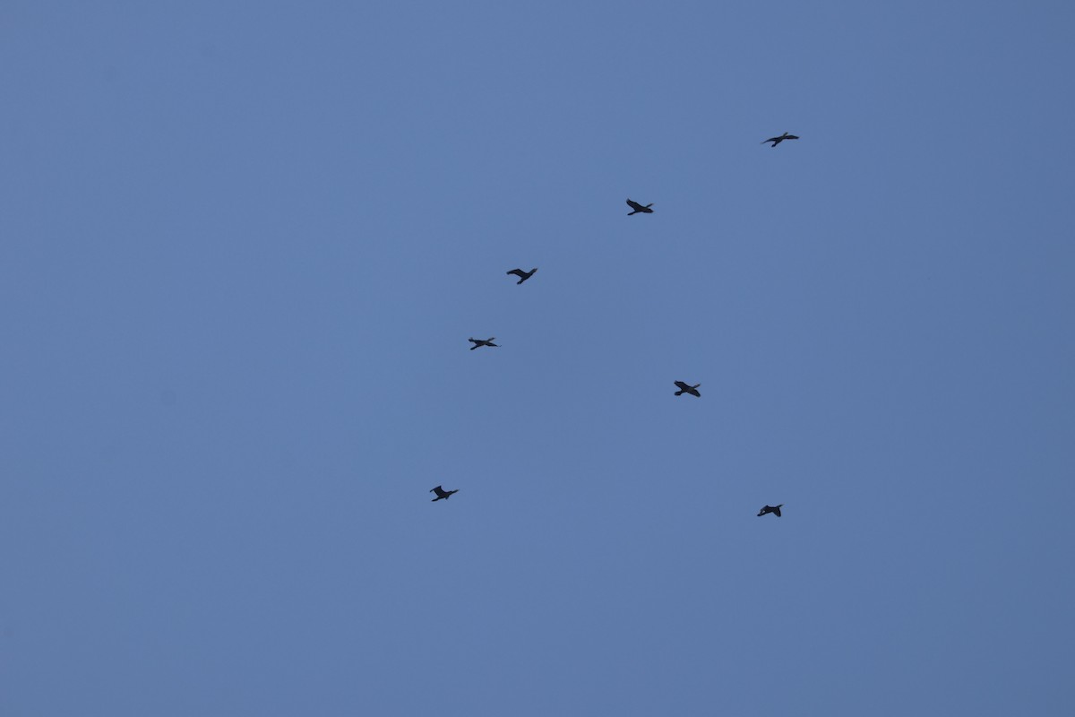 New York Breeding Bird Atlas Checklist - 6 Aug 2024 - Prospect Park ...