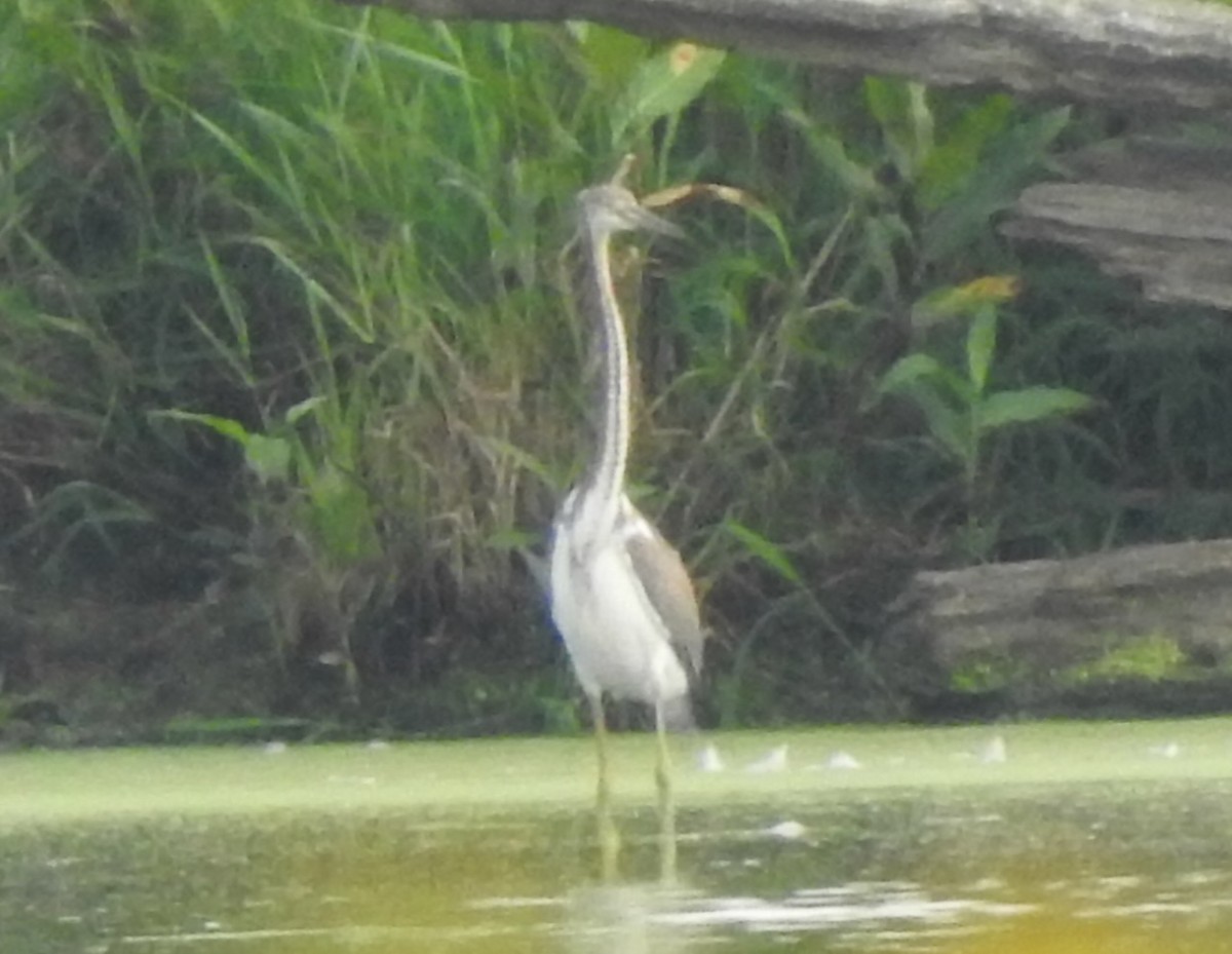 eBird Checklist - 6 Aug 2024 - Prairie Lane Wetlands (historical) - 11 ...