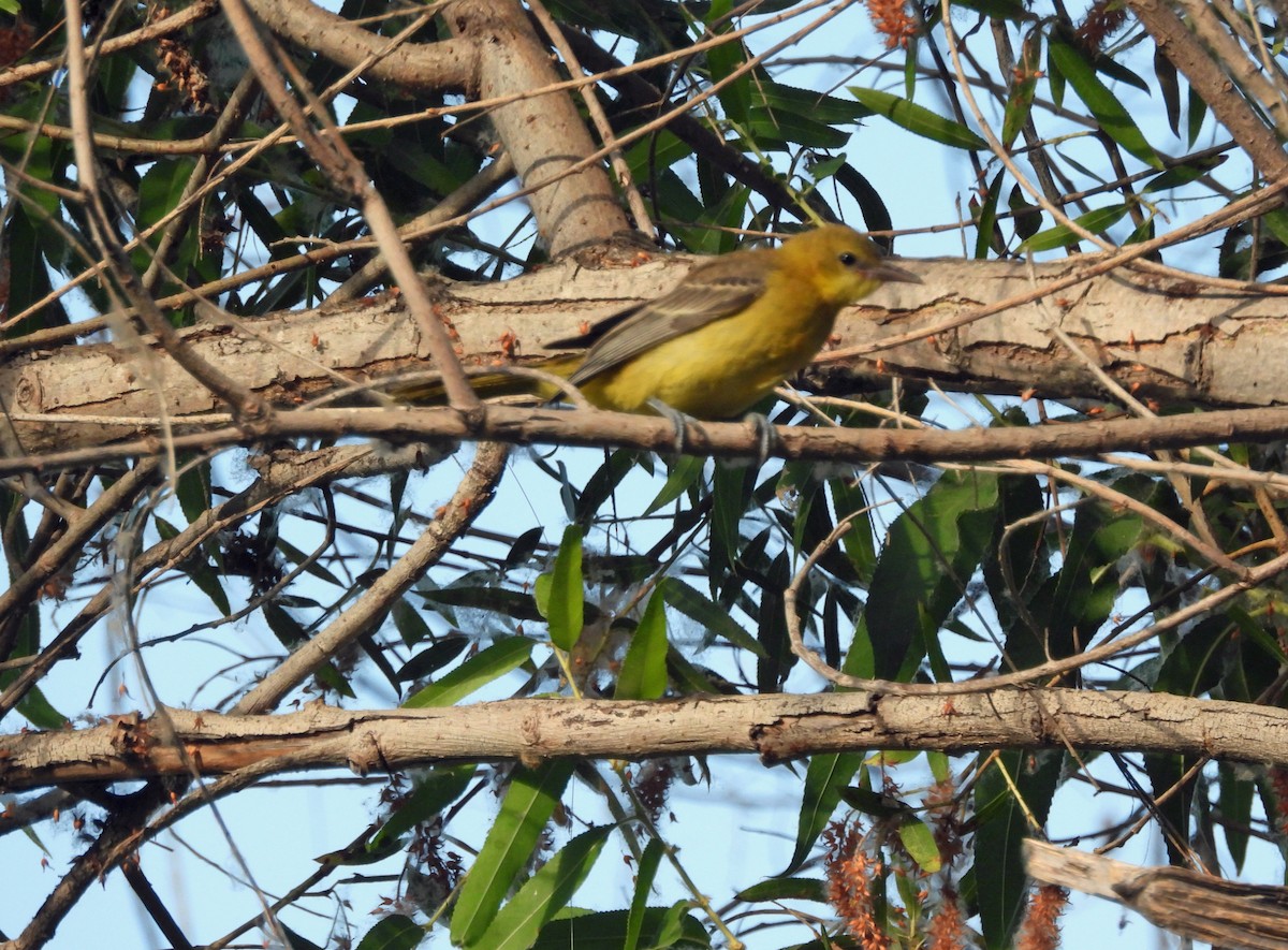 eBird Checklist - 6 Aug 2024 - Frank G. Bonelli RP/Puddingstone ...