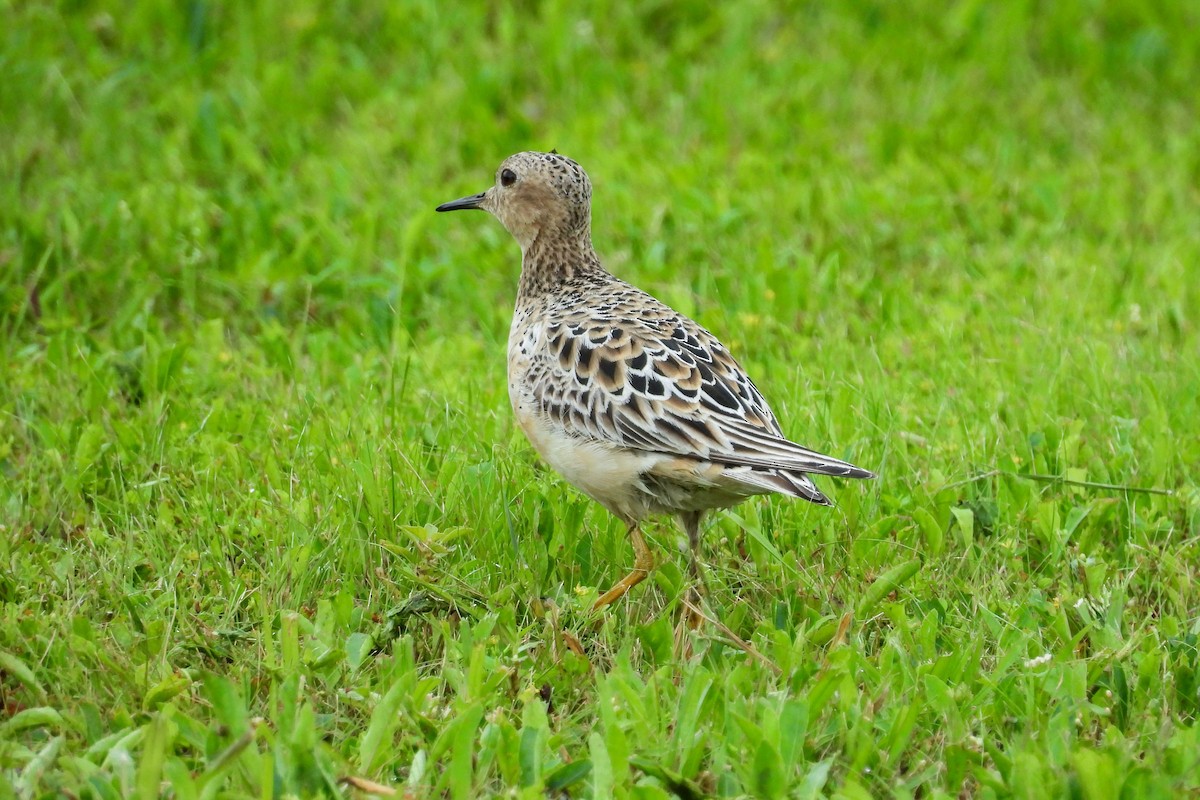 eBird Checklist - 6 Aug 2024 - Elm Brook Recreation Area, Hopkinton ...