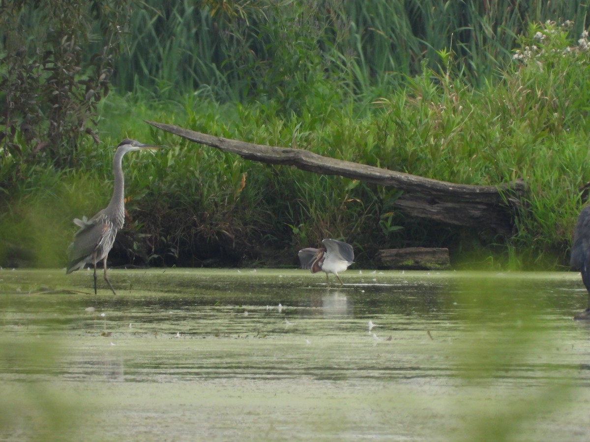 eBird Checklist - 6 Aug 2024 - Prairie Lane Wetlands - 36 species