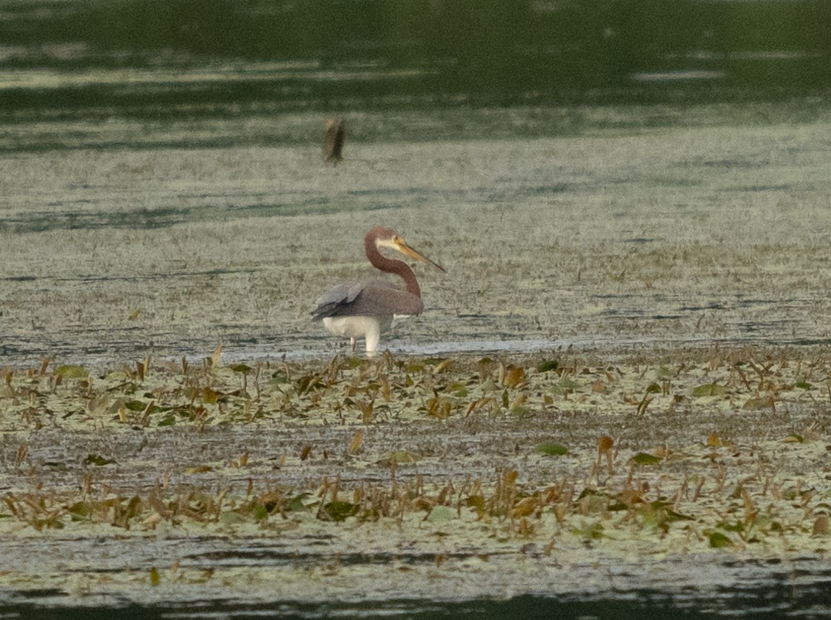 eBird Checklist - 6 Aug 2024 - Prairie Lane Wetlands (historical) - 2 ...
