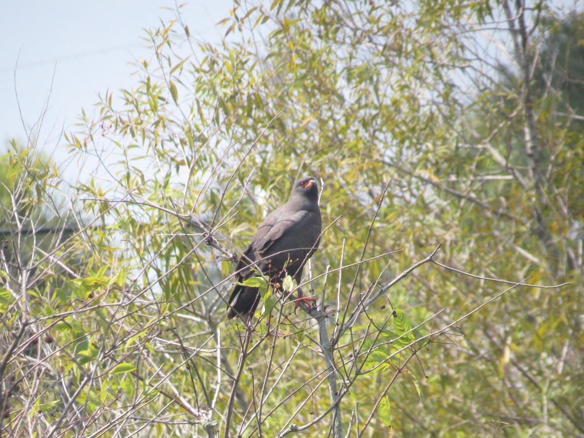 eBird Checklist - 7 Aug 2024 - Powell Creek Preserve - 17 species