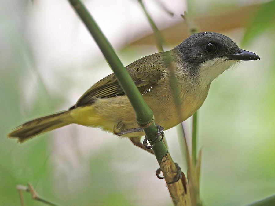 Selayar Whistler - eBird