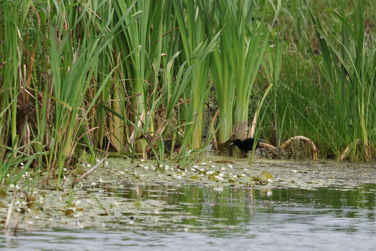 eBird Checklist - 7 Aug 2024 - Somerset Wetlands NNR--Catcott Lows SWT ...