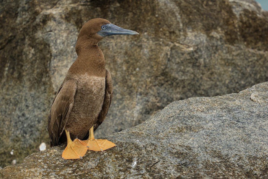 Brown Booby (Atlantic) - eBird