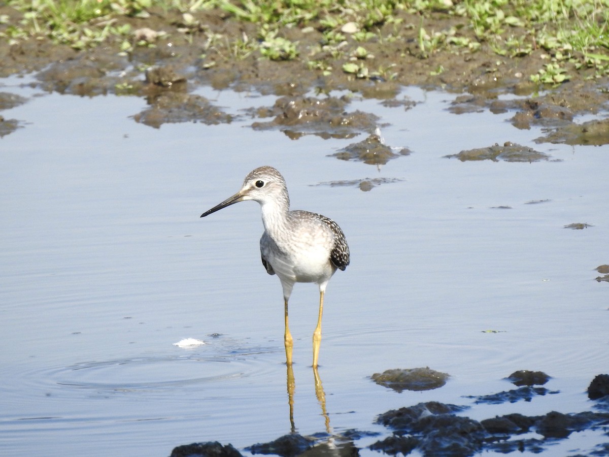 eBird Checklist - 8 Aug 2024 - Tualatin River NWR - 49 species