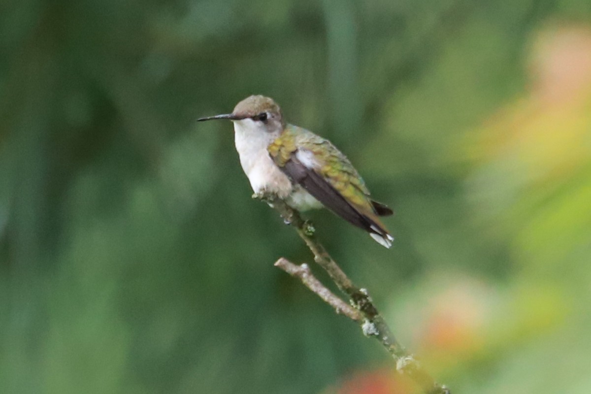 Pennsylvania Bird Atlas Checklist - 7 Aug 2024 - 399 Upper Georges Valley Rd, Spring Mills US-PA ...