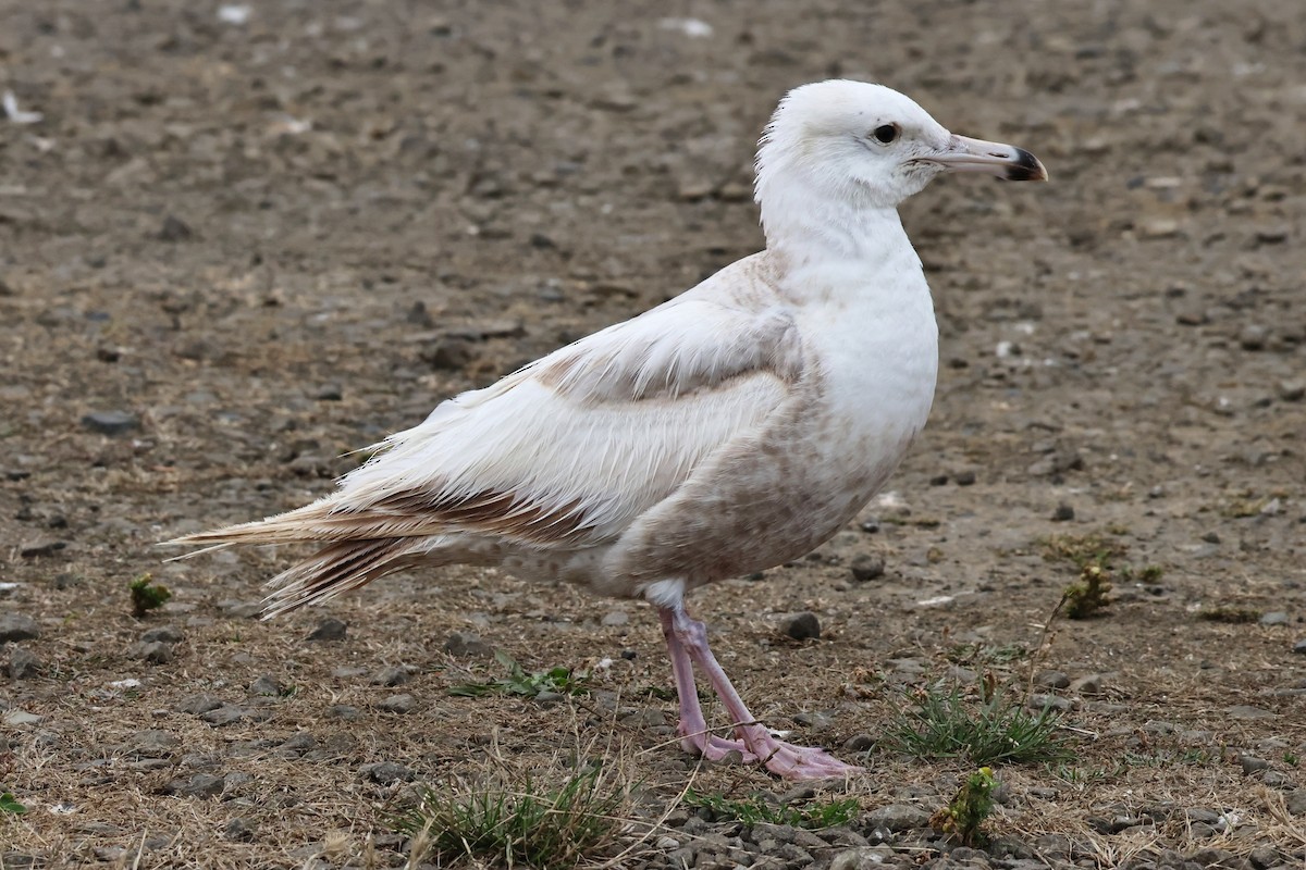 eBird Checklist - 8 Aug 2024 - Yaquina River--SW Jetty Way - 1 species