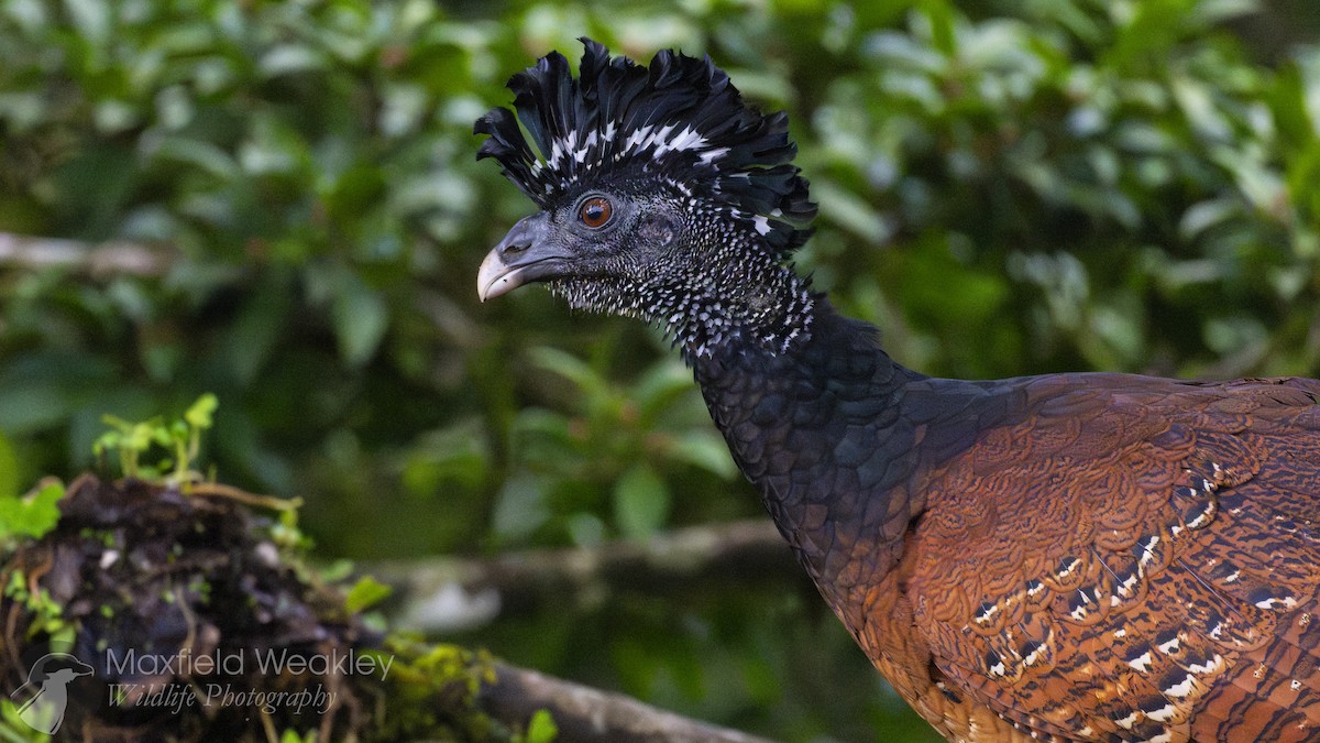 eBird Checklist - 20 Jul 2024 - Arenal Observatory Lodge - 38 species ...