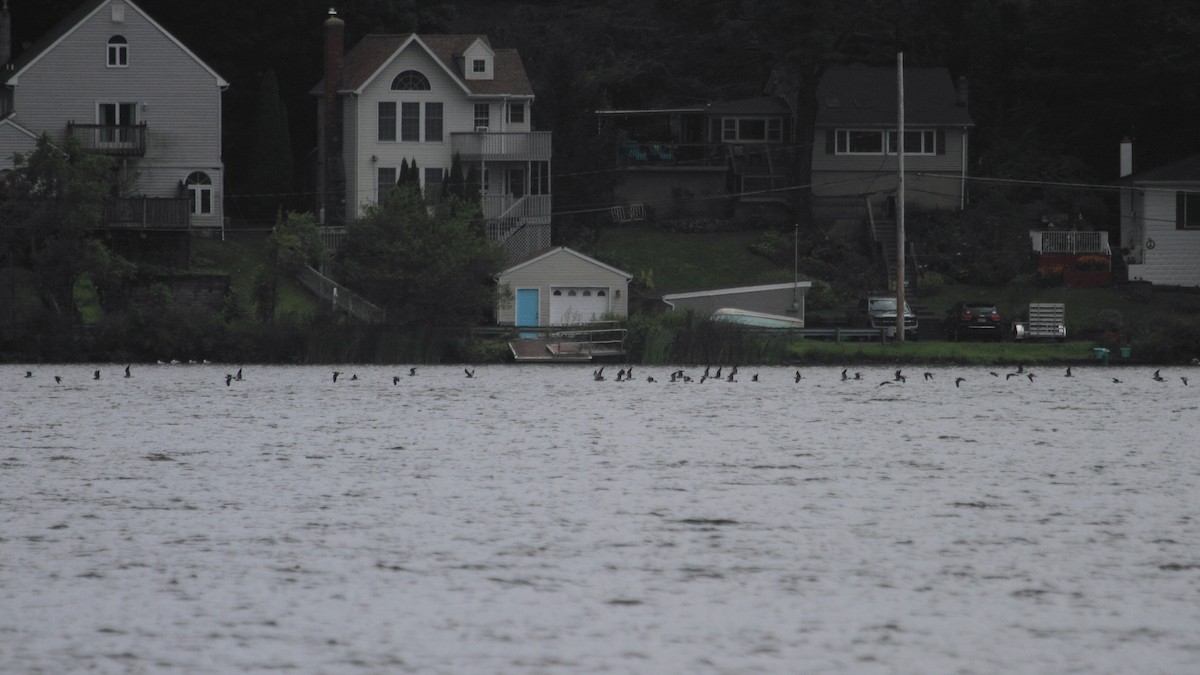 eBird Checklist - 9 Aug 2024 - Lake Musconetcong (Sussex Co.) - 6 species