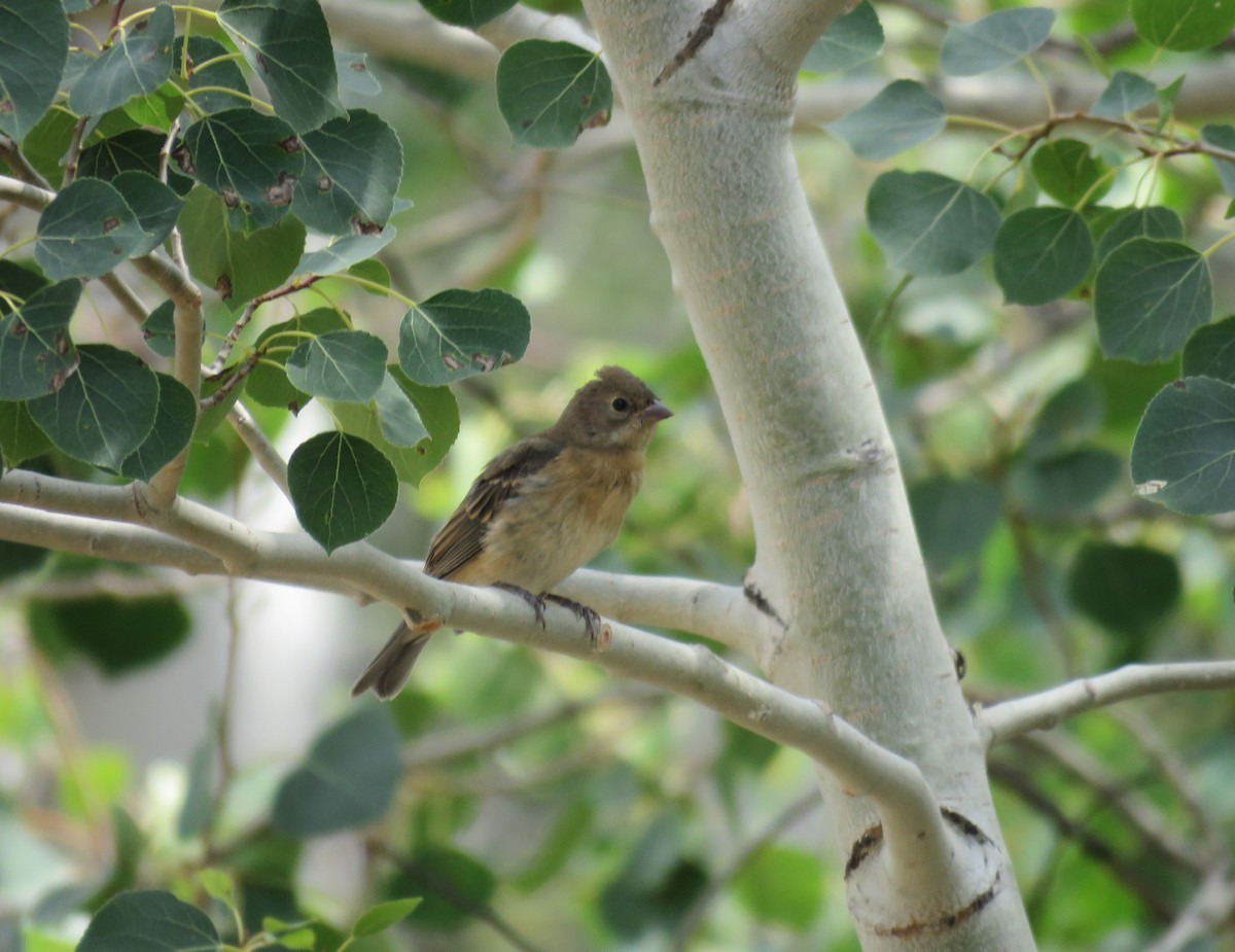 eBird Checklist - 9 Aug 2024 - Kinney Creek Trail - 19 species
