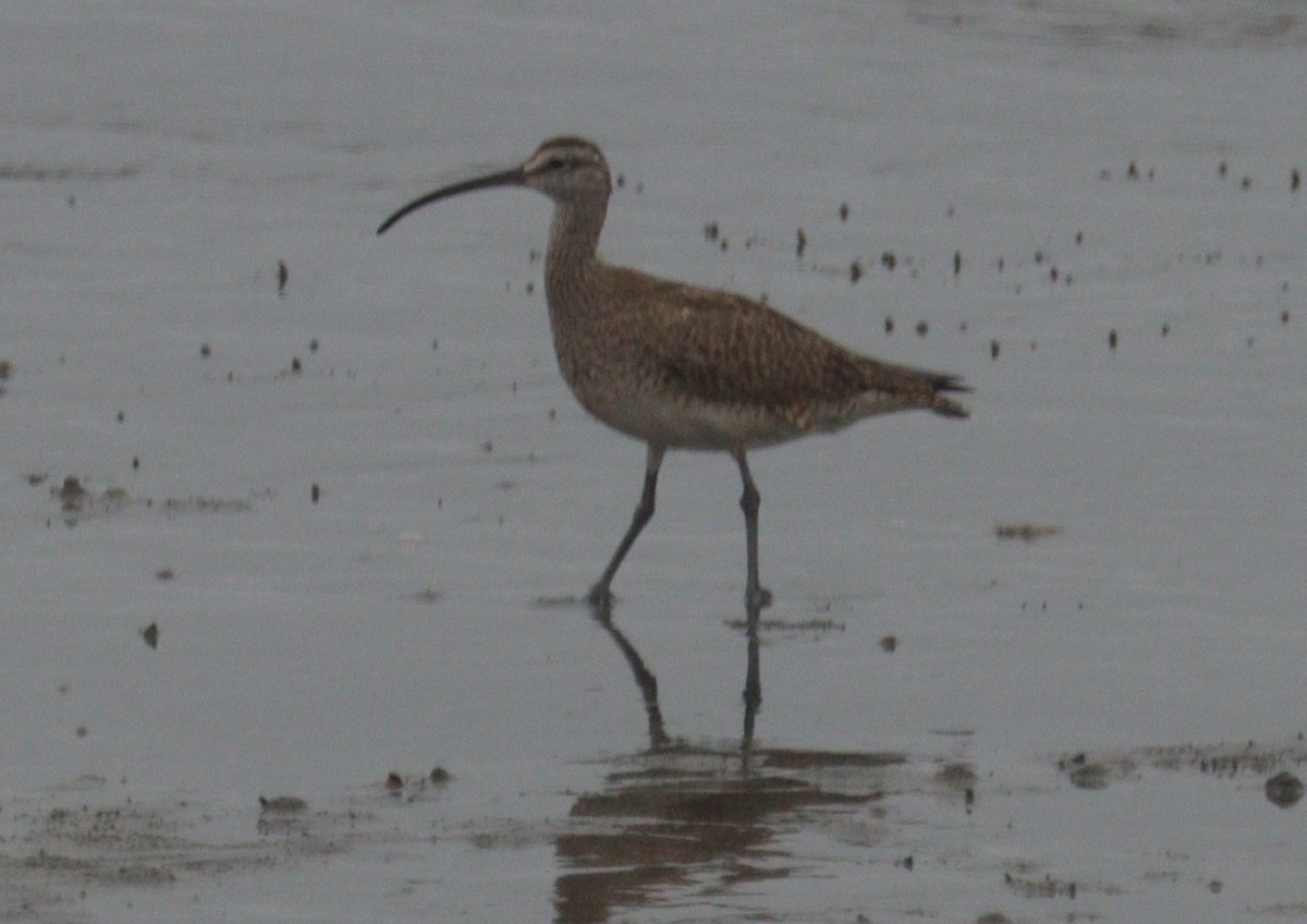 eBird Checklist - 5 Aug 2024 - Pillar Point Harbor - 8 species