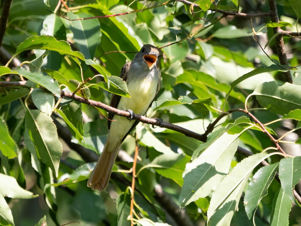 eBird Checklist - 10 Aug 2024 - Snake Den Farm - 24 species