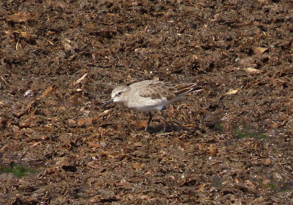 eBird Checklist - 10 Aug 2024 - ME, Knox Shibles Rd. MBA Quad Brooks ...