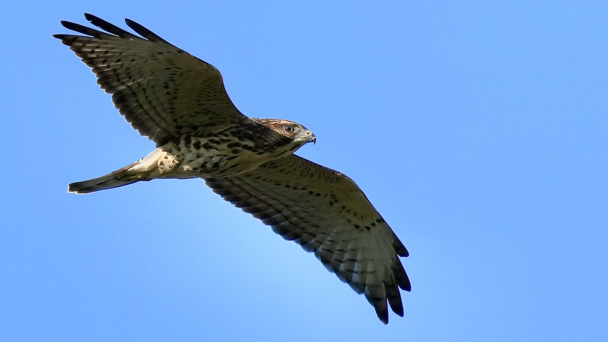 ML622365261 - Broad-winged Hawk - Macaulay Library