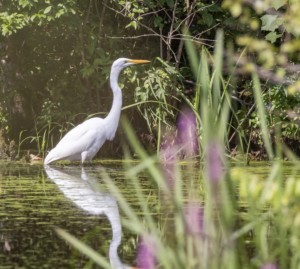 Pennsylvania Bird Atlas Checklist - 10 Aug 2024 - Susquehanna Wetlands ...