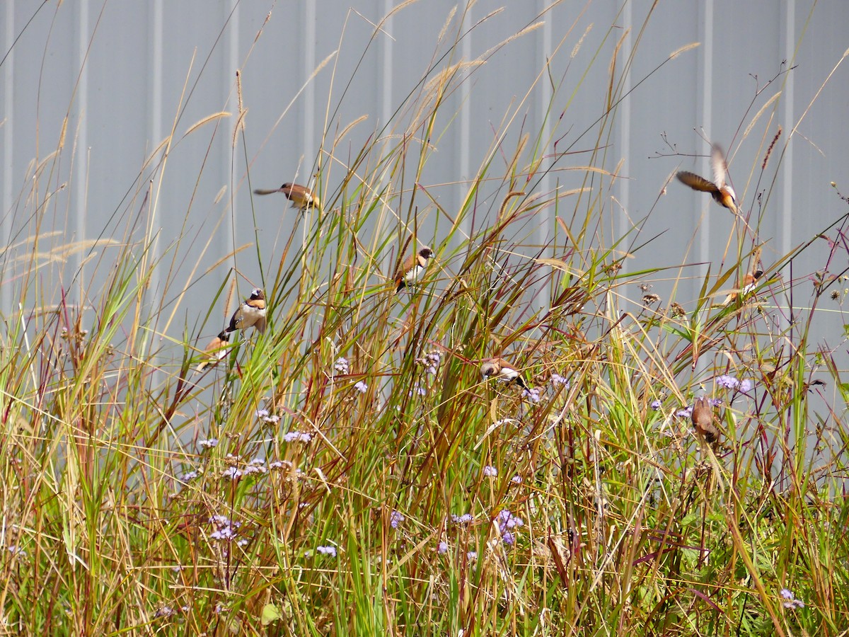 ML622380275 - Chestnut-breasted Munia - Macaulay Library