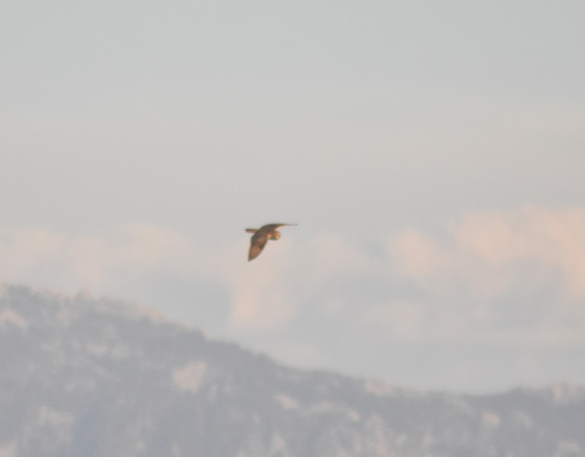 eBird Checklist - 10 Aug 2024 - Lee Kay Ponds - 12 species