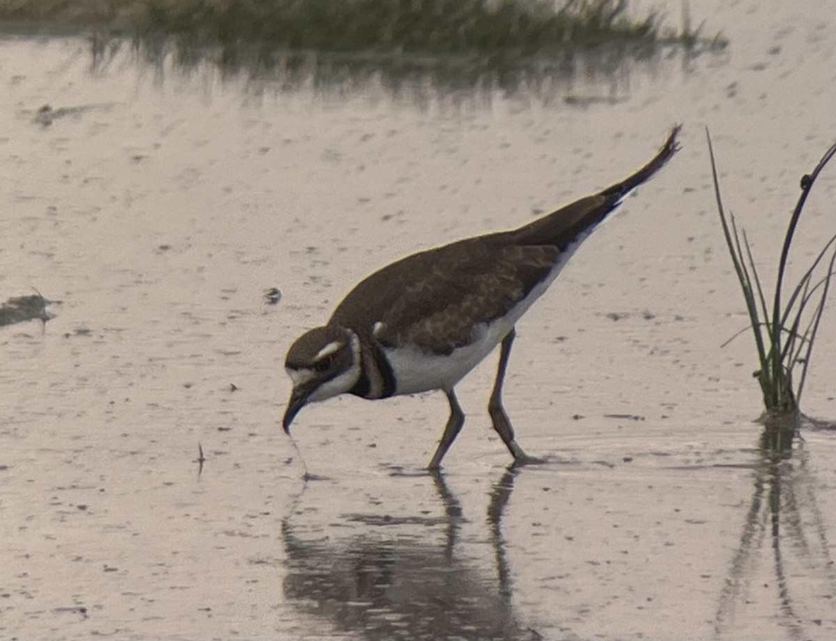 eBird Checklist - 10 Aug 2024 - Freezout Lake WMA - 66 species (+3 ...