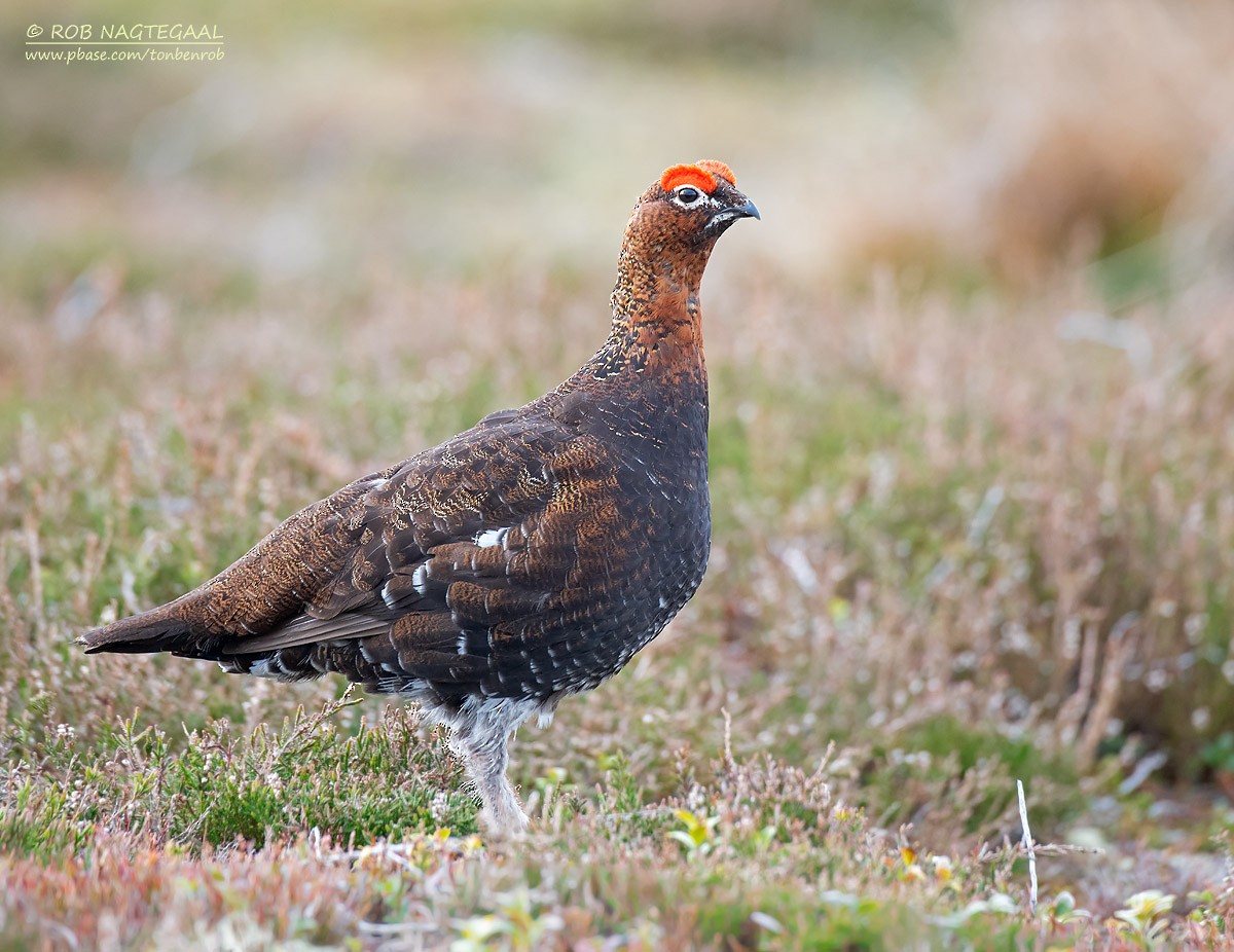 ML622385543 - Red Grouse - Macaulay Library