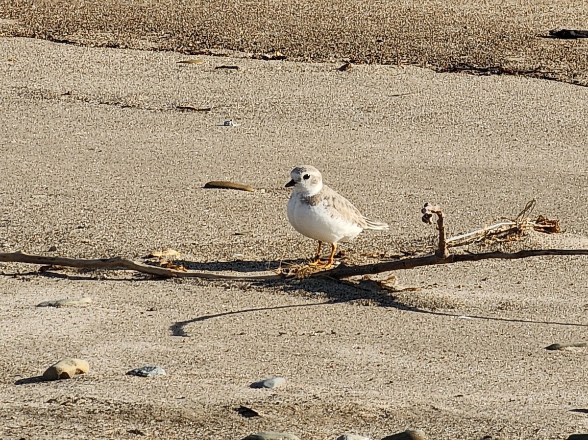 eBird Checklist - 11 Aug 2024 - Presque Isle SP--Gull Pt. - 41 species