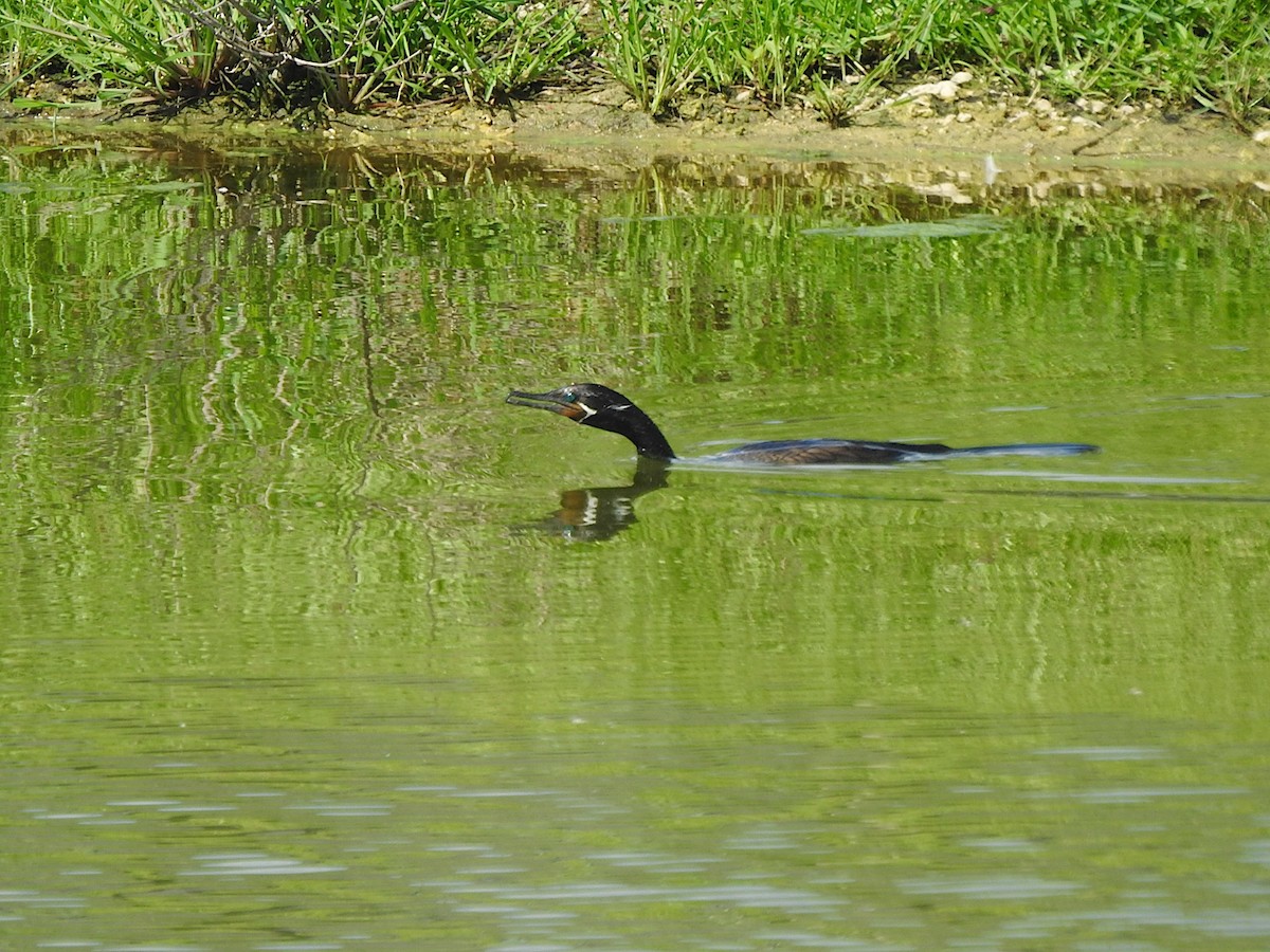ML622397192 - Neotropic Cormorant - Macaulay Library