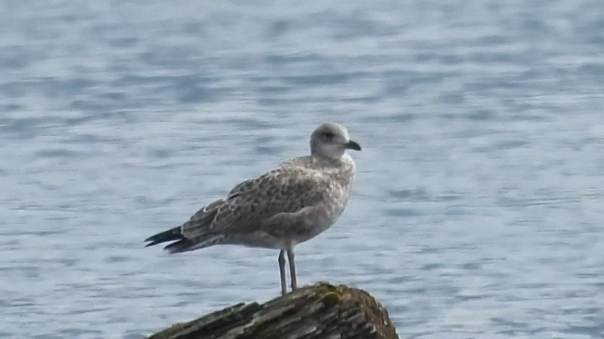 eBird Checklist - 11 Aug 2024 - Chase lagoon and VLA flats - 12 species