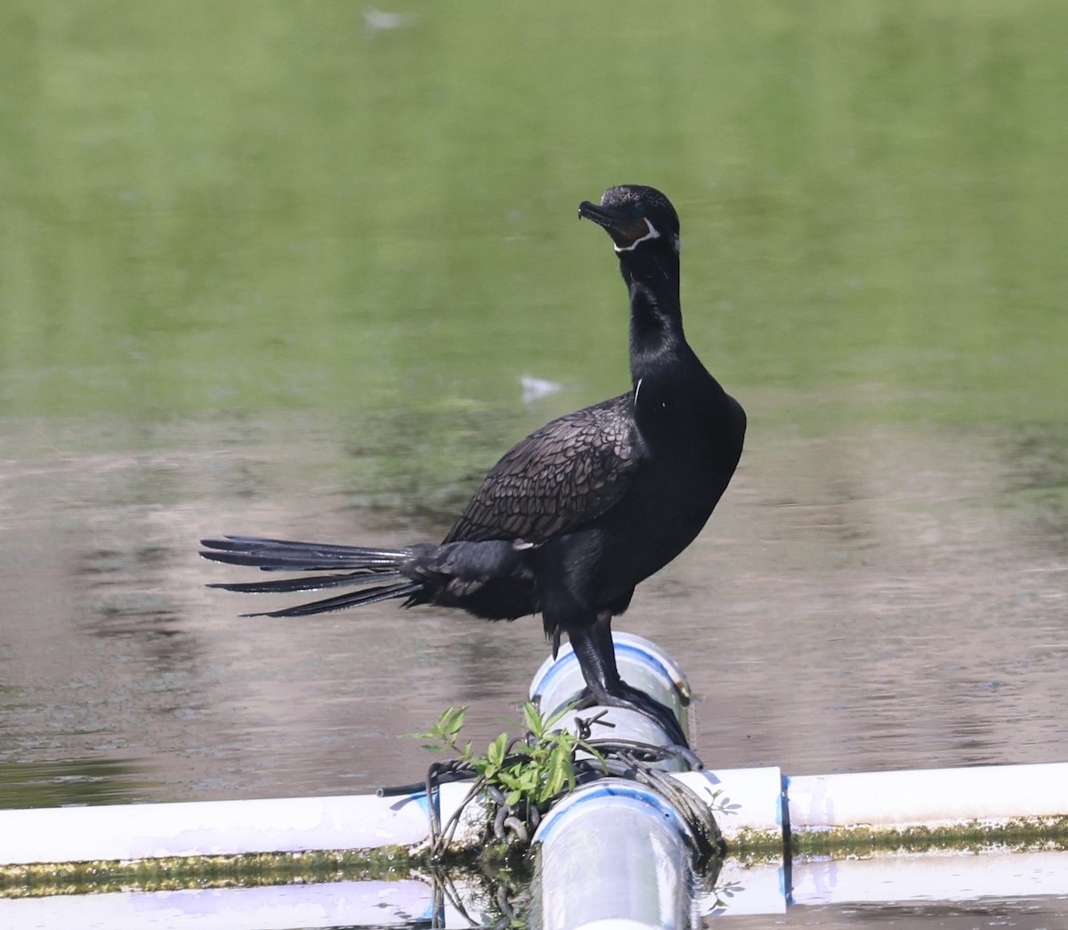 ML622400690 - Neotropic Cormorant - Macaulay Library