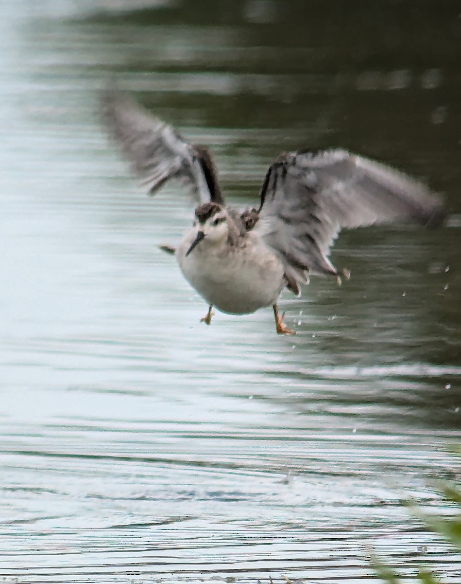 eBird Checklist - 11 Aug 2024 - Jamaica Bay Wildlife Refuge--East Pond ...