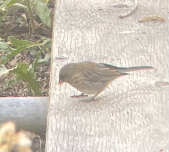 eBird Checklist - 11 Aug 2024 - Sinclair Golf Course and Recreation ...