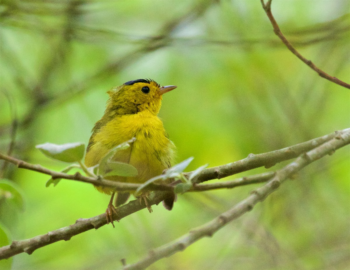 eBird Checklist - 1 Aug 2024 - Pine Lake Park & Stern Grove - 30 species (+2 other taxa)