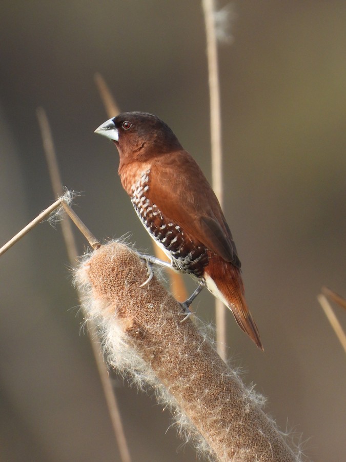 tanımsız Lonchura sp. - eBird