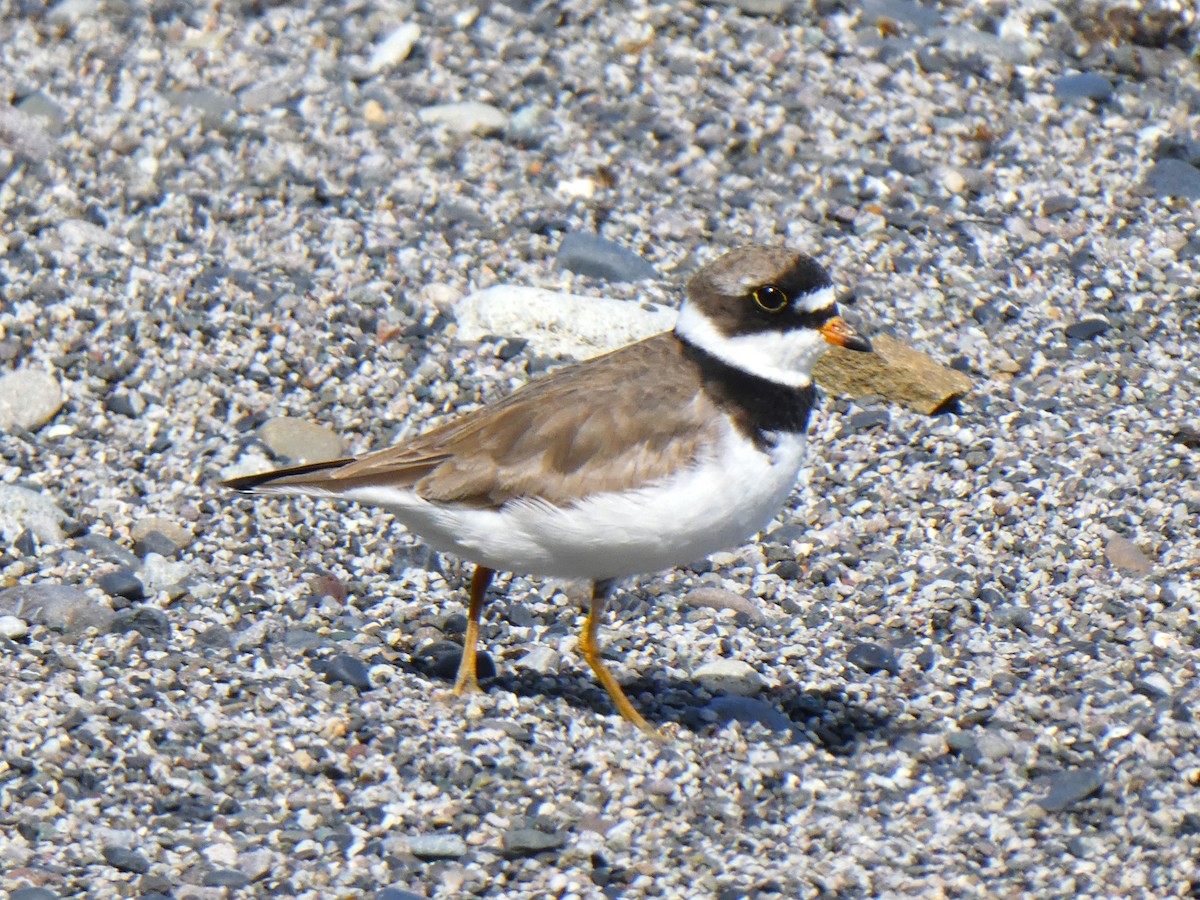 eBird Checklist - 22 Jul 2024 - Alaska Maritime NWR--St. Matthew Island ...